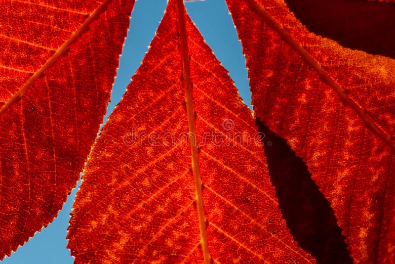 Chestnut Leaves in Fall stock image. Image of autumn - 193224435