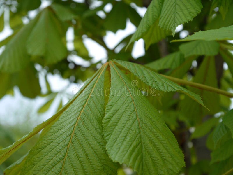 Chestnut leaves stock photo. Image of greenbackground - 68191798