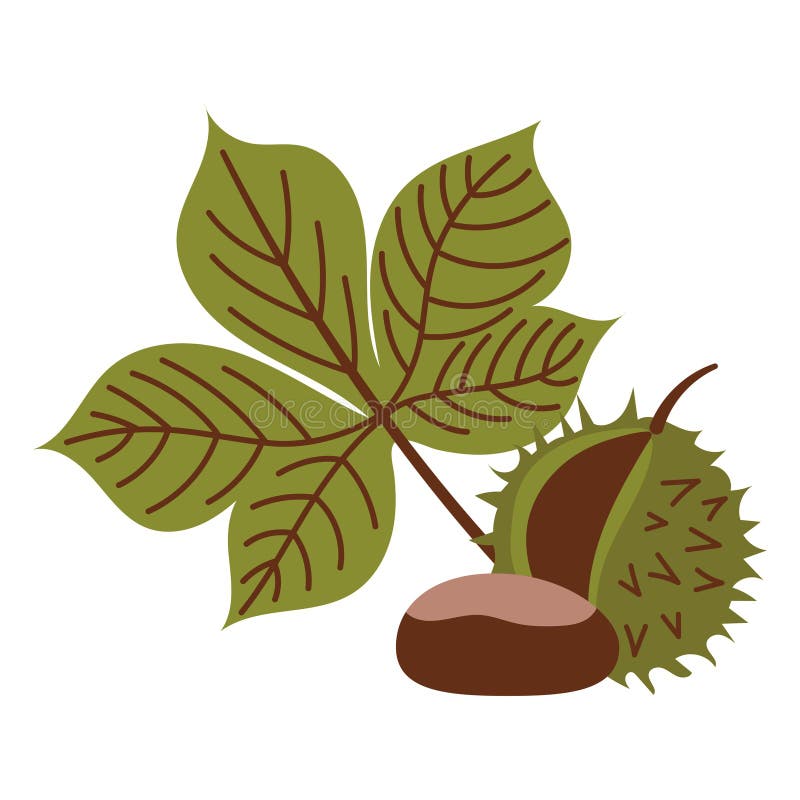 Chestnut with Leaves and Prickly Shell on a White Background. Vector ...
