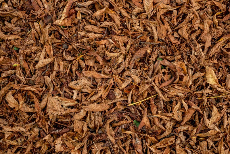 Chestnut Leaves and Shells in the Grass Stock Photo - Image of ...