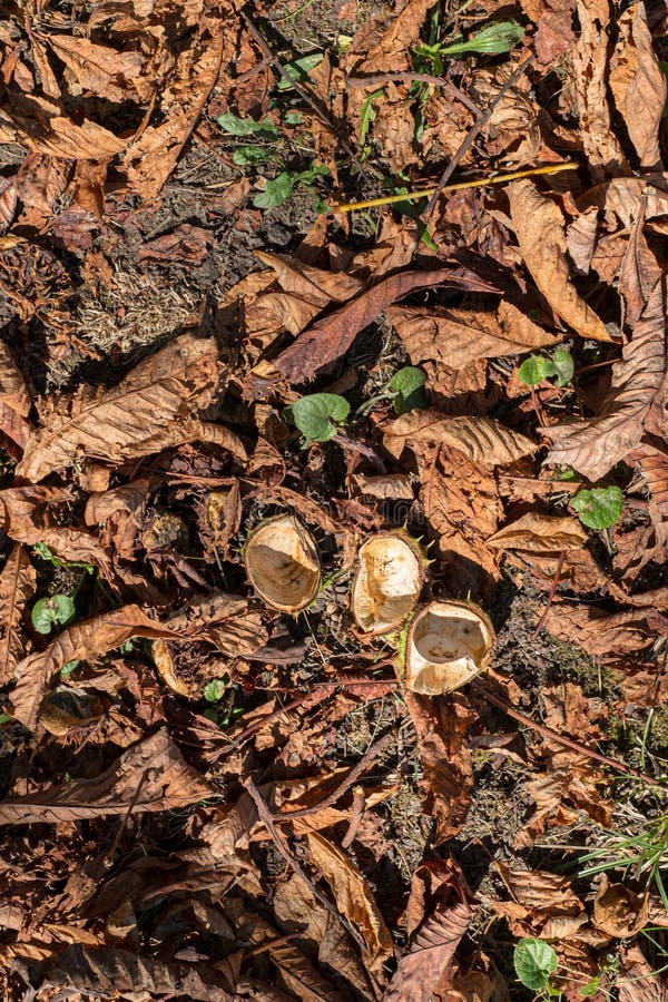 Chestnut Leaves and Shells in the Grass Stock Image - Image of shells ...