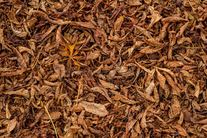 Chestnut Leaves and Shells in the Grass Stock Photo - Image of ...