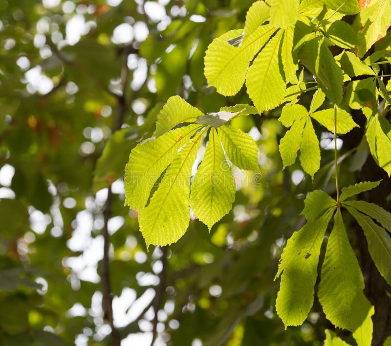 Chestnut leaves on a tree stock image. Image of ecological - 101327849