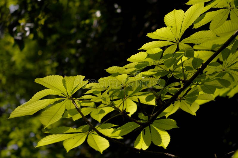 Chestnut Leaves, Chestnut Trees Stock Image - Image of tree, veins ...