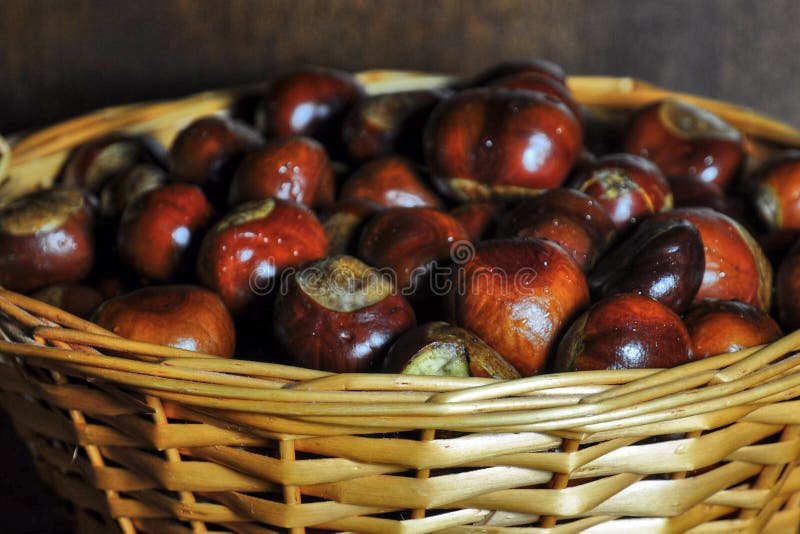Chestnut stock photo. Image of healthy, maroni, eating - 34477984