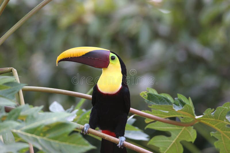 Chestnut-mandibled Toucan stock image. Image of tropical - 25349399