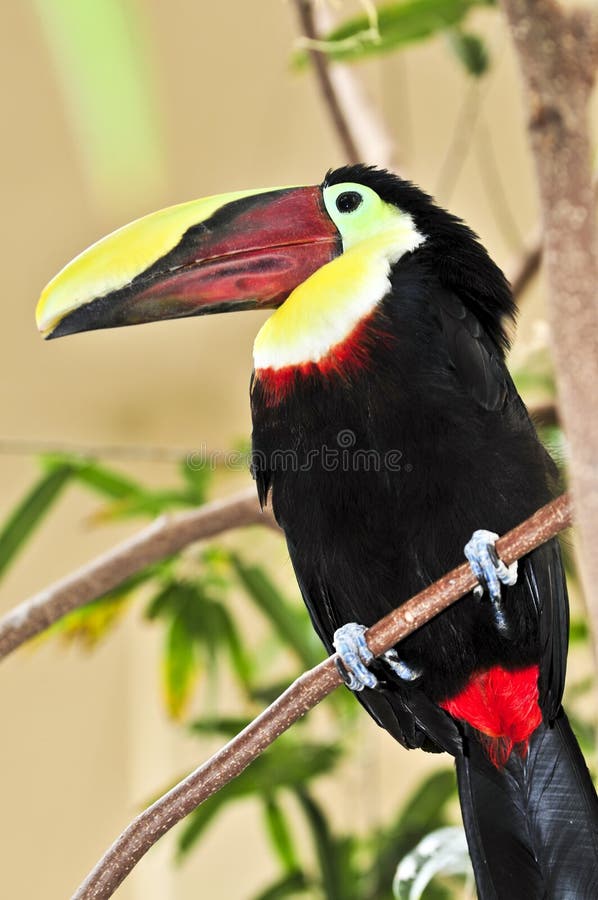 Chestnut Mandibled Toucan stock image. Image of talons - 9012659