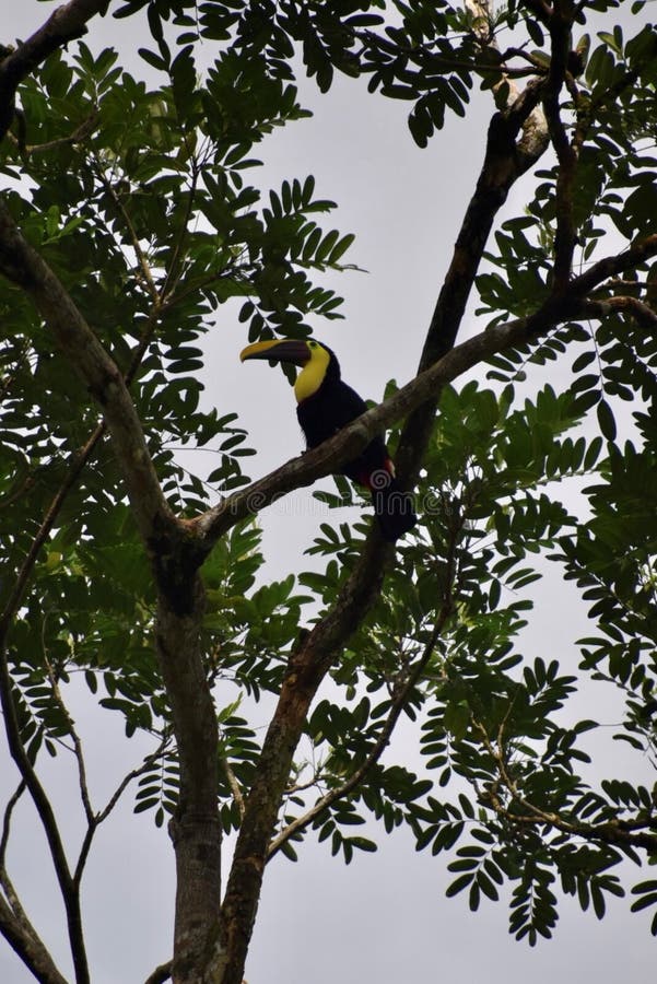 Chestnut Mandibled Toucan in a Tree, in Costa Rica Stock Photo - Image ...