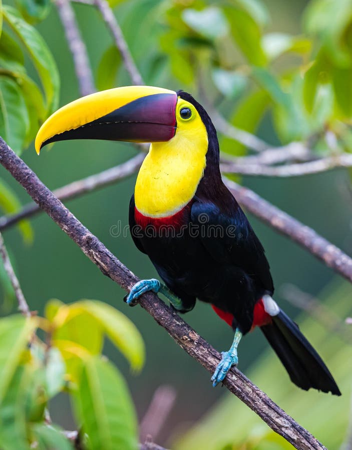 Chestnut Mandibled Toucan, in the Wilds of Central America Stock Image ...