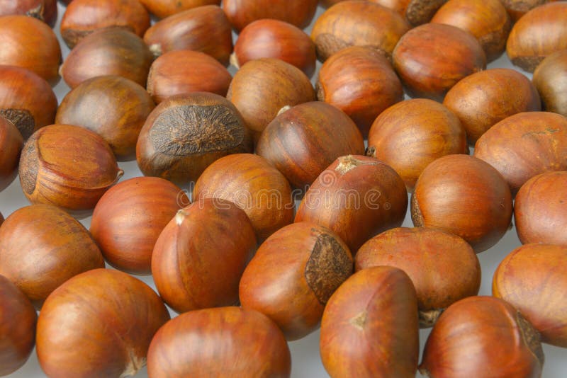 Chestnut stock image. Image of maroon, nuts, fall, hard - 52816101