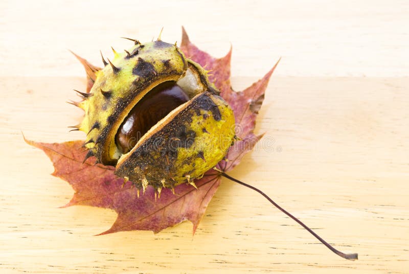 Chestnut on maple leaf stock photo. Image of fall, close - 11112398