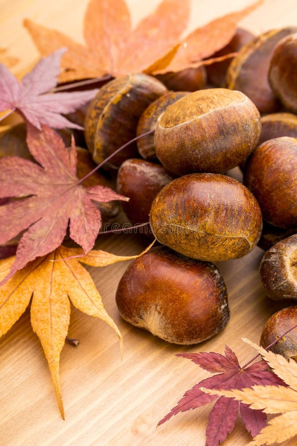 Chestnut and maple leave stock image. Image of ripe, food - 36425689