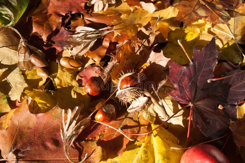 Chestnut on maple leaves stock photo. Image of chestnut - 61136872