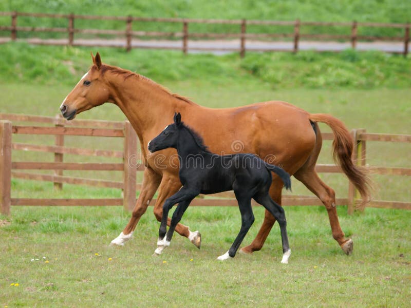 Cantering Mare and Foal stock image. Image of beautiful - 216032037