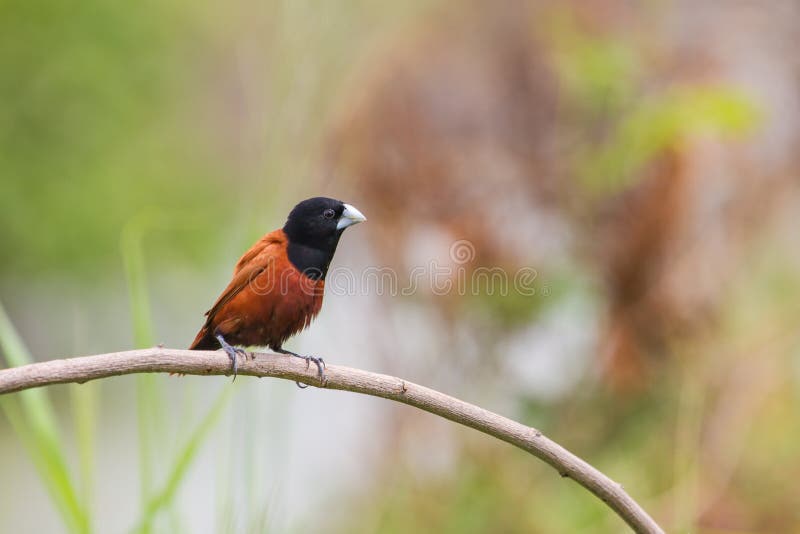 Chestnut Munia Perching on a Branch Stock Image - Image of flying ...