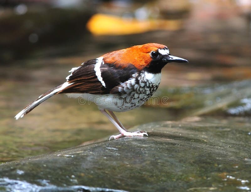 Chestnut-naped Forktail stock image. Image of asia, forktail - 45414851