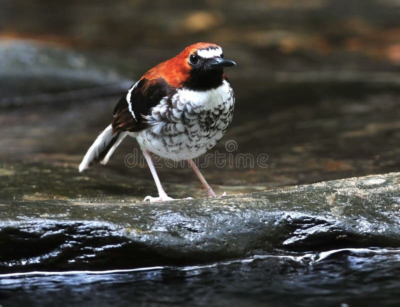 Chestnut-naped Forktail Enicurus Ruficapillus Beautiful Male Birds of ...