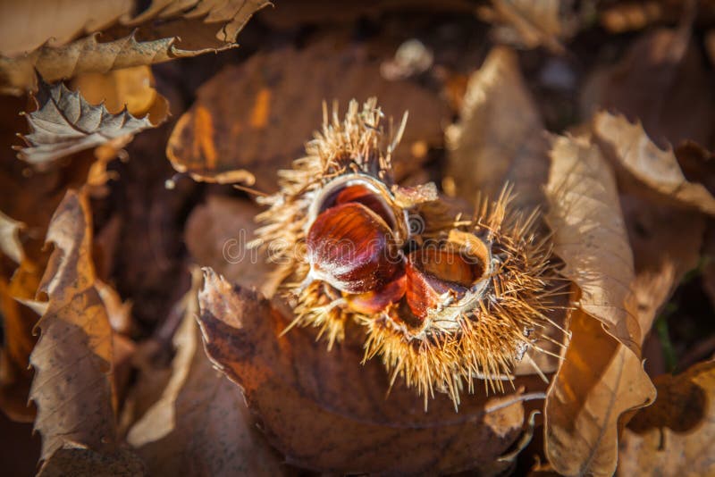 Chestnut in Nature on Stump Stock Image - Image of seed, fruit: 105832773