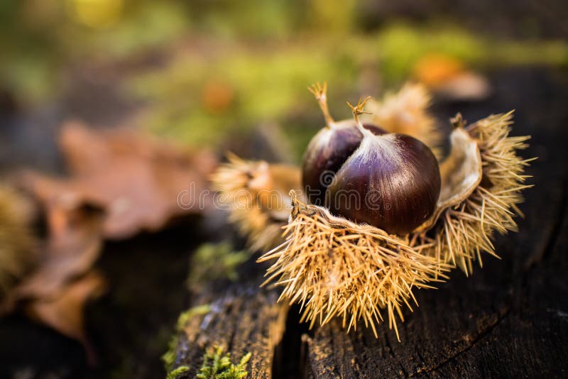 Chestnut in Nature on Stump Stock Photo - Image of nature, prickly ...