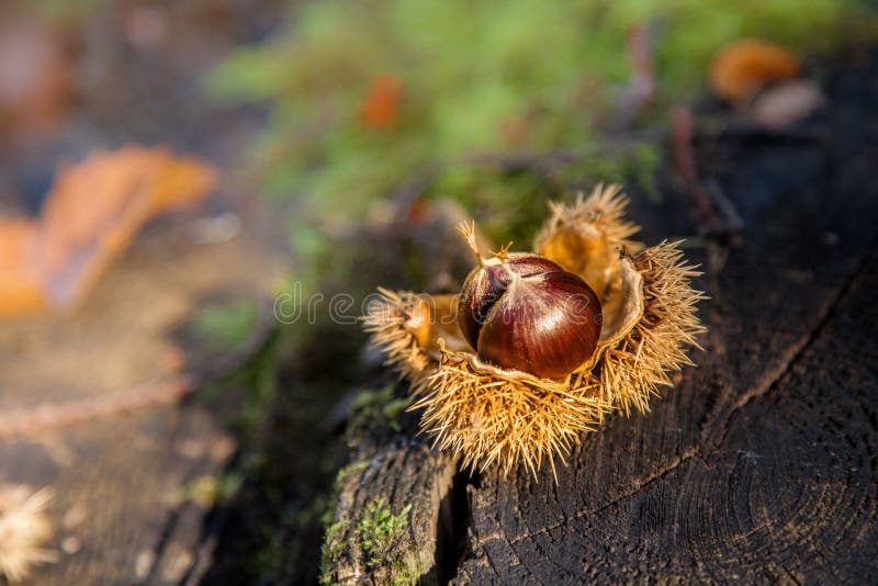 Chestnut in Nature on Stump Stock Photo - Image of needle, macro: 105832860