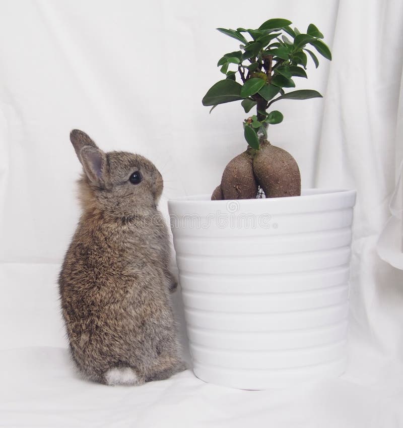 Baby Chestnut Netherland Stock Photos - Free & Royalty-Free Stock ...