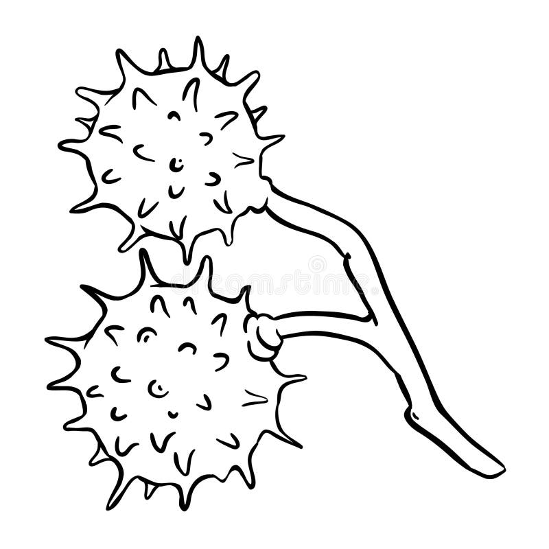 Chestnut Nut Isolated Outline Illustration. Stock Vector - Illustration ...