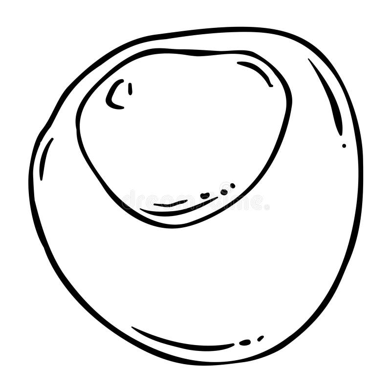 Chestnut Nut Isolated Outline Illustration Stock Vector - Illustration ...