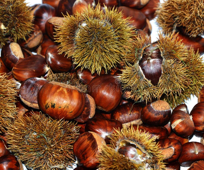 Chestnut, Nut, Nuts & Seeds, Ingredient Picture. Image: 108523643