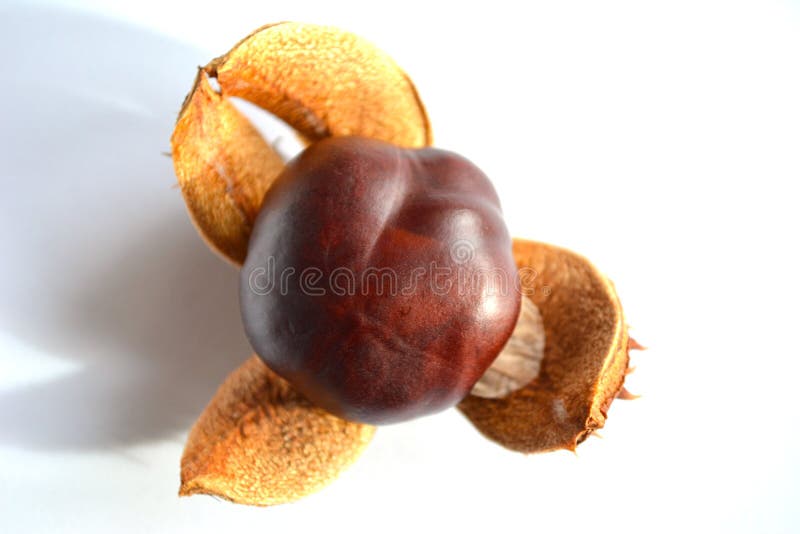 Chestnut nut stock image. Image of maroon, color, prickly - 79848857
