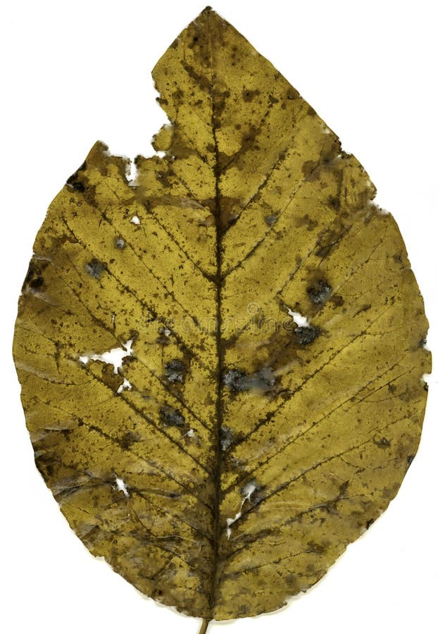 Chestnut oak Autumn leaves stock photo. Image of season - 80924072