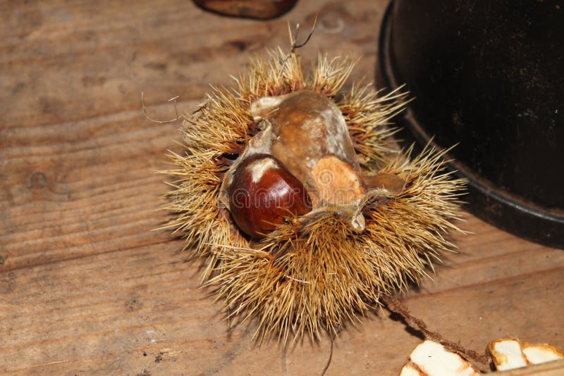 Chestnut in the Open Shell on Wooden Table Stock Image - Image of ...