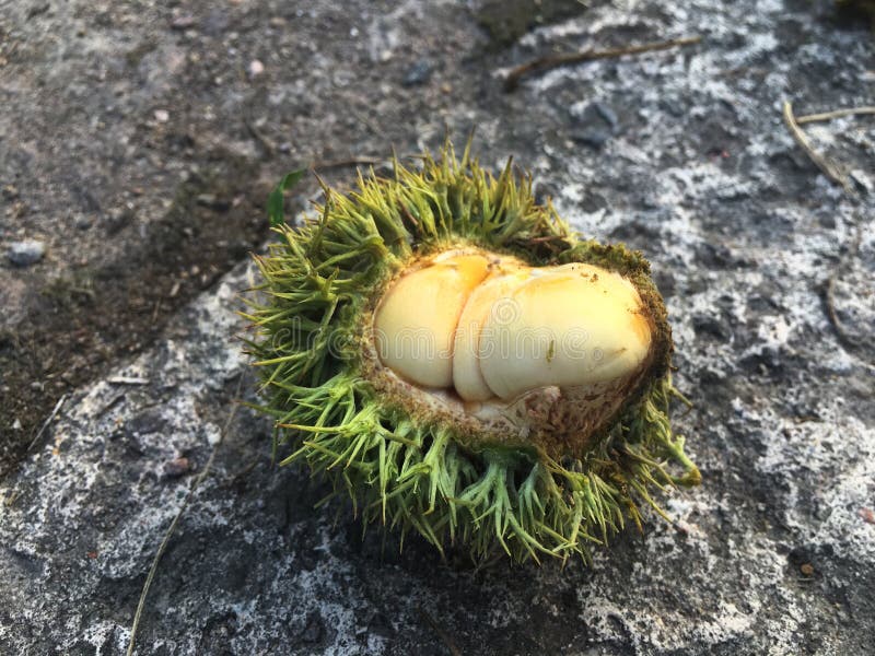 Chestnut out of shell stock photo. Image of pricking - 76933920