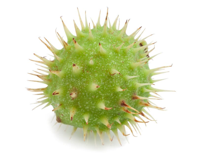 Chestnut stock photo. Image of husk, closeup, thorn, isolated - 36121844
