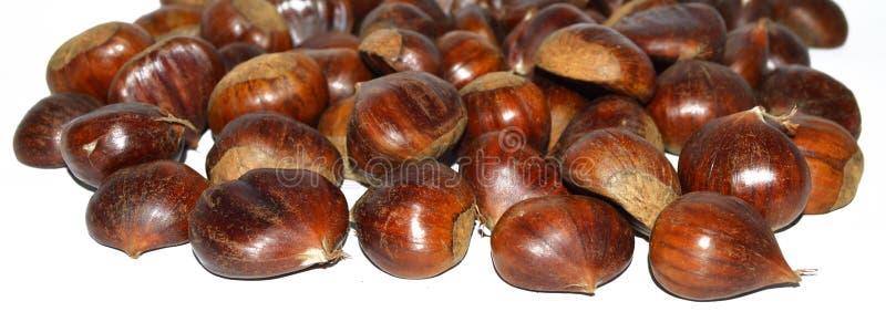 Chestnut Pictures for the Latest Natural Designs Stock Image - Image of ...