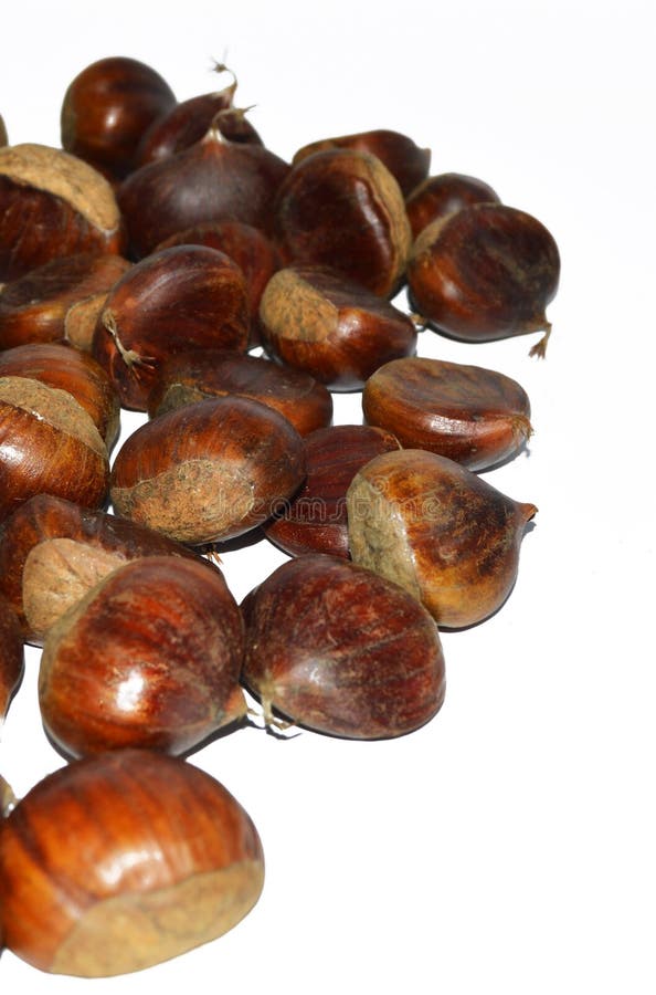Chestnut Pictures for the Latest Natural Designs Stock Image - Image of ...