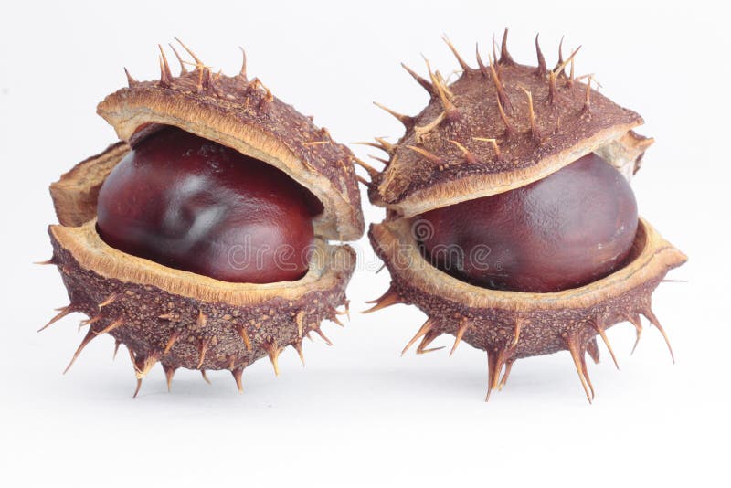 Chestnut pods stock photo. Image of husk, isolated, autumn - 37936374