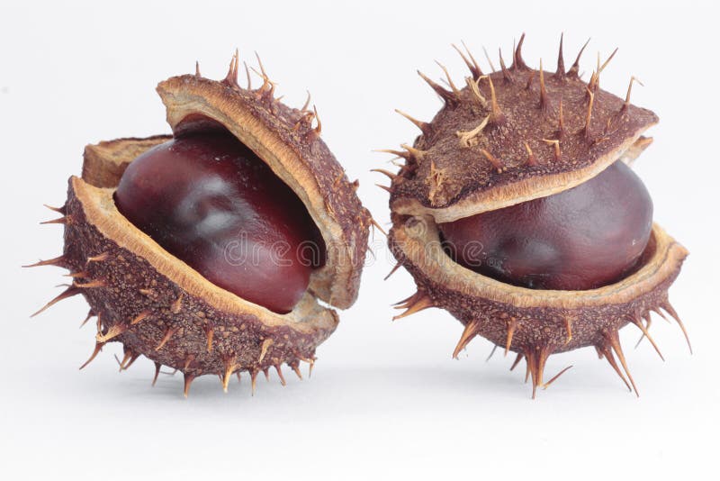 213 Chestnut Pods Stock Photos - Free & Royalty-Free Stock Photos from ...