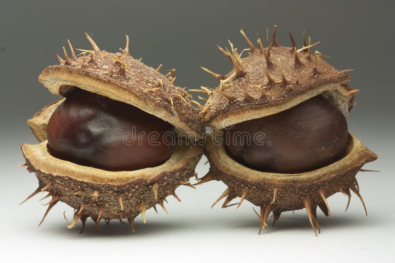 Chestnut pods stock photo. Image of pods, nuts, season - 40701242