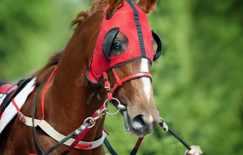 Thotoughbred Stock Photos - Free & Royalty-Free Stock Photos from ...