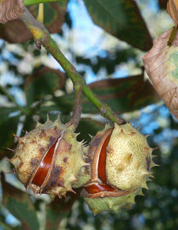 Chestnut stock image. Image of organic, autumn, tree - 75025479