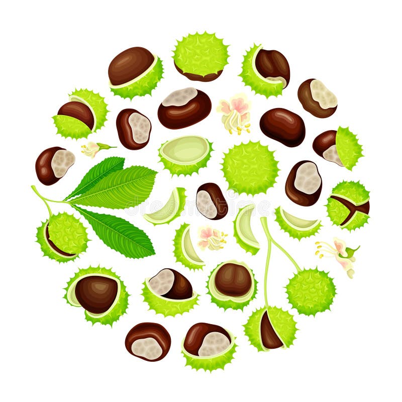 Chestnut Round Composition with Brown Kernel in Green Thorn Shell ...