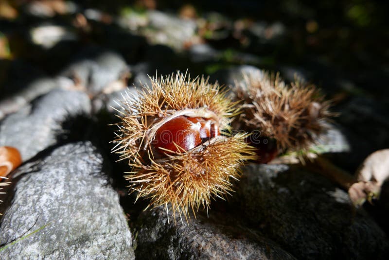 Chestnut Season in the Forest Stock Image - Image of harvest, edible ...