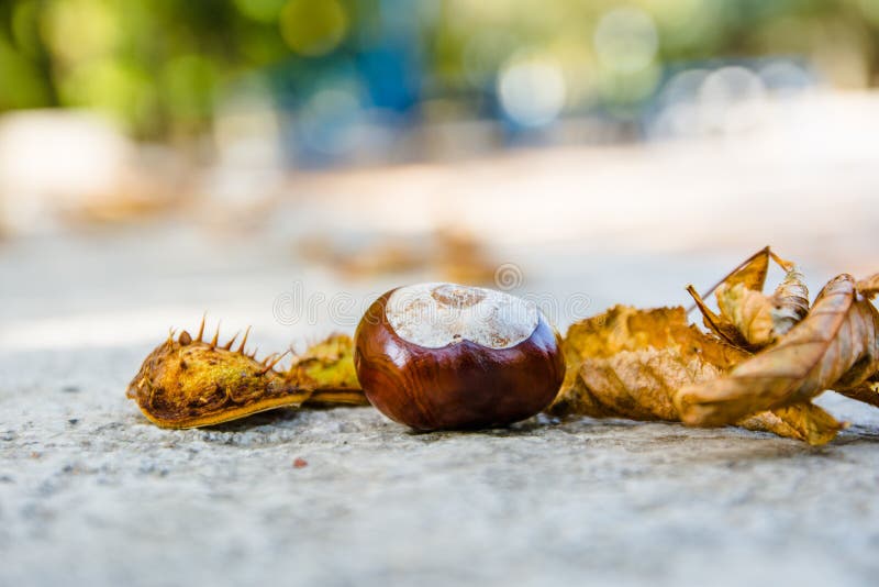 Chestnut seed stock image. Image of bokeh, fell, illumination - 60170949
