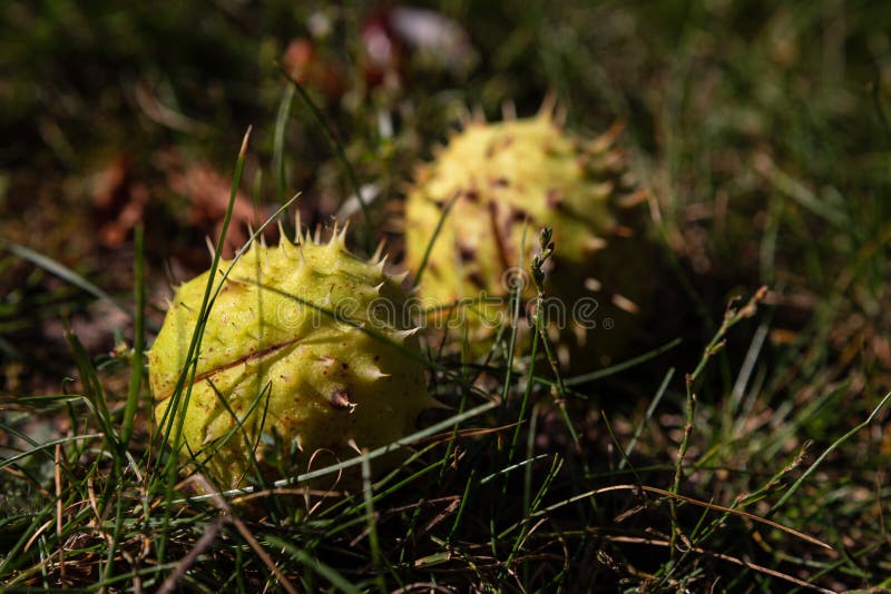 Chestnut Seeds in the Unopened Spiky Shells Stock Photo - Image of ...