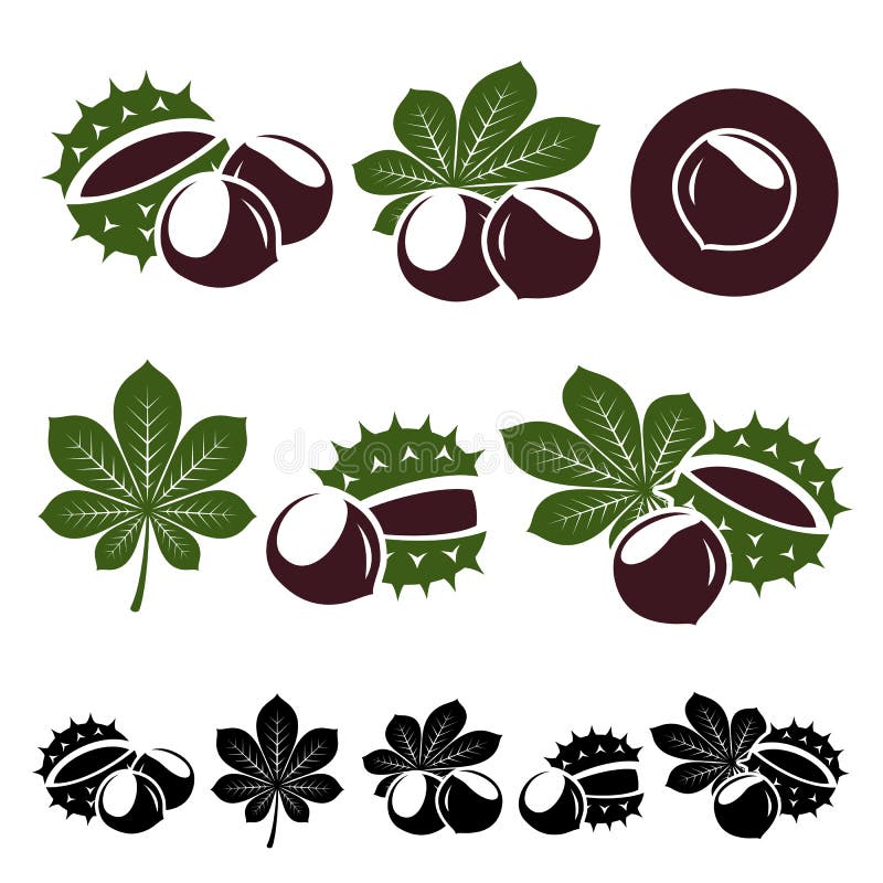 Chestnut set. Vector stock vector. Illustration of natural - 85436263