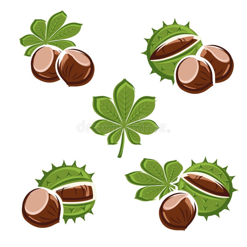 Chestnut set. Vector stock vector. Illustration of macro - 85436501