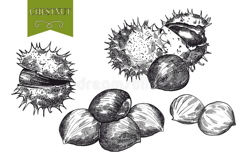 Chestnut Stock Illustrations – 24,943 Chestnut Stock Illustrations, Vectors & Clipart - Dreamstime