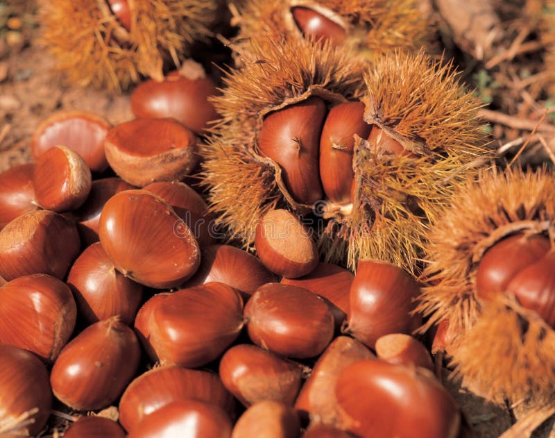 Chestnut and Shell stock image. Image of brown, shell, branch - 943857