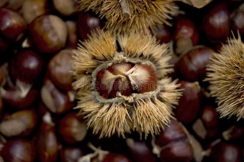 Sea shell stock image. Image of vacation, shell, sand - 36144791