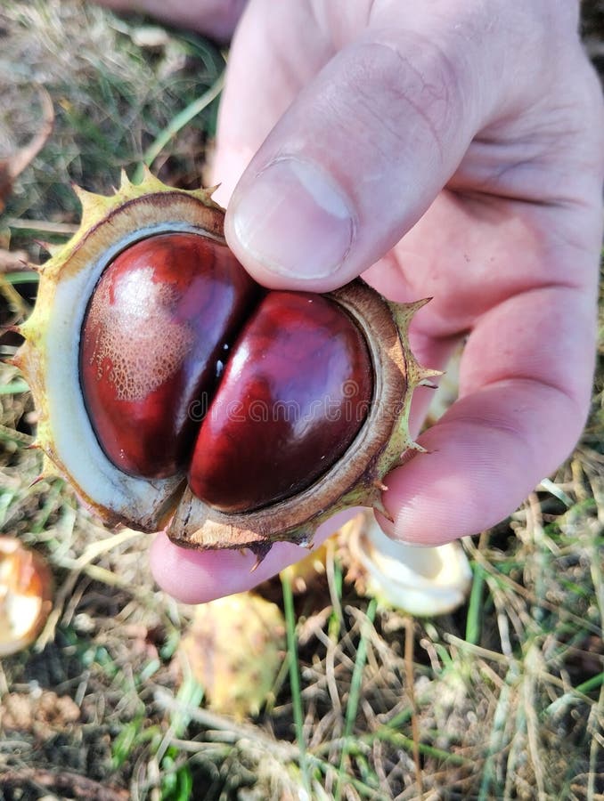 Chestnut in Shell Close-up View . Harvesting and Disposal of Chestnut ...